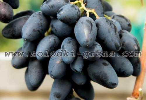 Черенки (чубуки) винограда