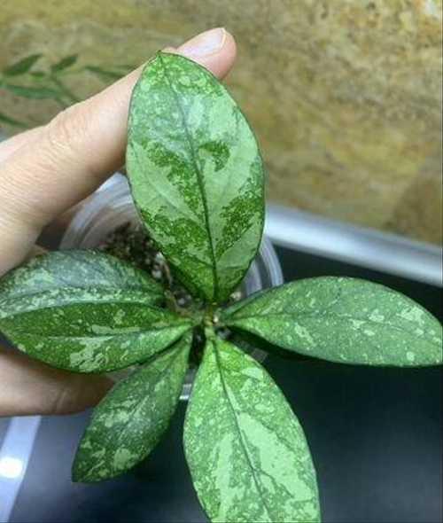 Hoya Crassipetiolata splash (from vietnam)