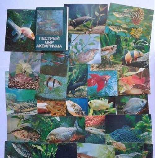 Пестрый мир аквариума набор открыток