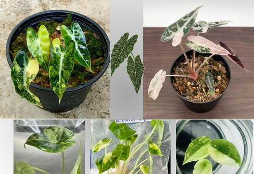 Алоказия бамбино (Alocasia Bambino)