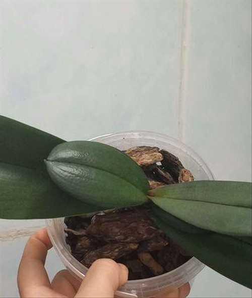 Орхидея фаленопсис,детка,хор.растет,наличка оплата