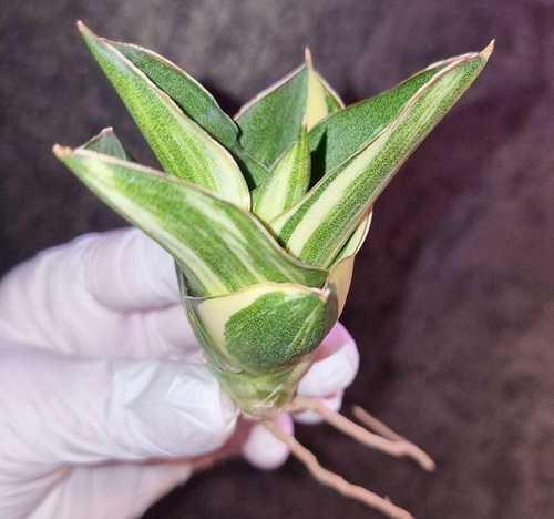 Сансевиерия Андаман, Sansevieria Andaman var