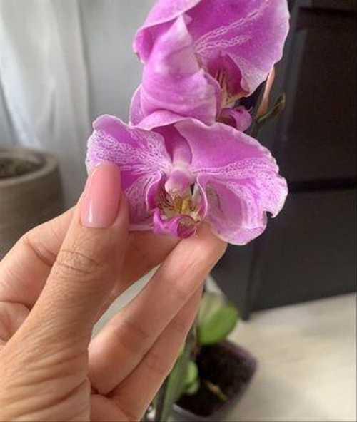 Орхидея фаленопсис в керамическом кашпо