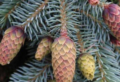 Ель сизая «Эрли Конес» (Picea «Early Cones»)