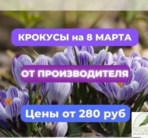 Оптовая продажа крокусов к 8 марта