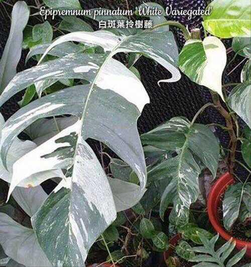 Epipremnum pinnatum 'White Variegated'