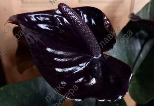 Антуриум черный дракон очень редкий сорт