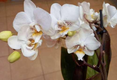 Орхидея фаленопсис Миа