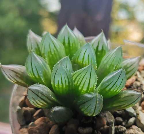 Хавортия купери, венуста, арджента макулоза