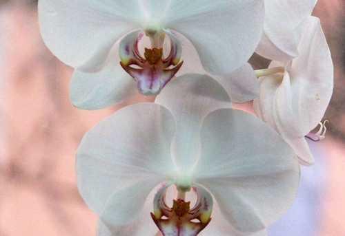 Орхидеи алабастер и день туриста