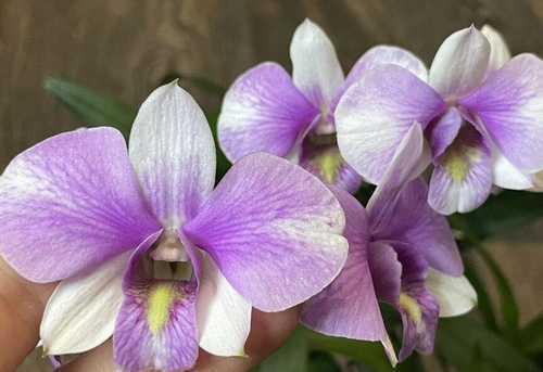 Орхидея дендрофаленопсис
