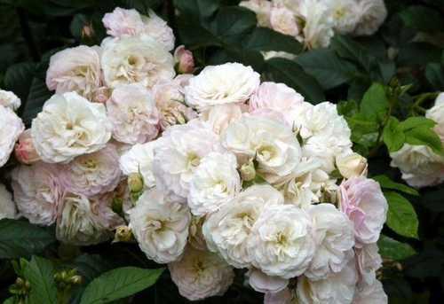 Саженцы розы Буке парфе