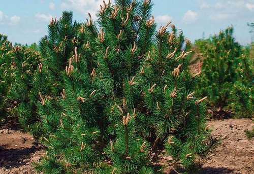 Сосна горная / Унцината / Pinus mugo uncinata