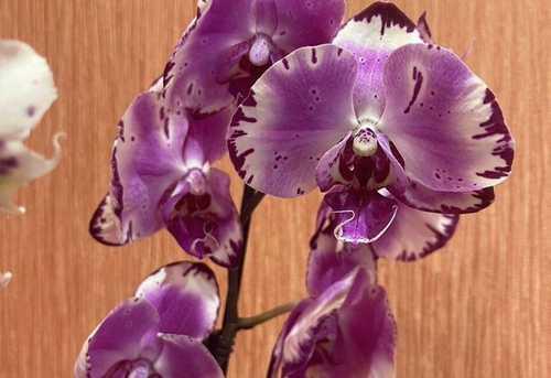 Орхидея фаленопсис Меган