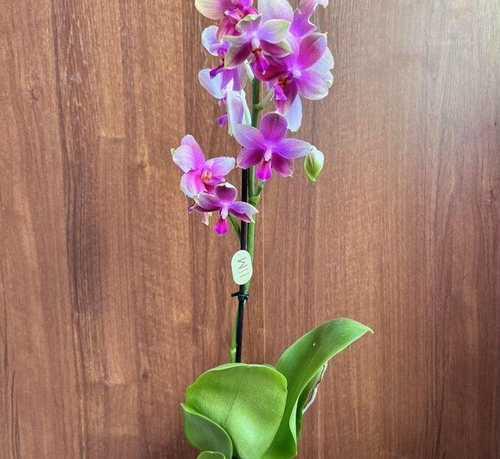 Орхидея Фаленопсис "Лиодора"