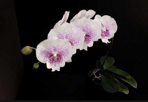 Орхидея фаленопсис Allura Genie 1,7