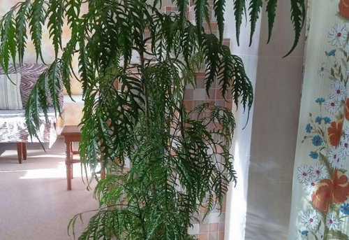 Домашнее дерево Полисциас папоротниколистный