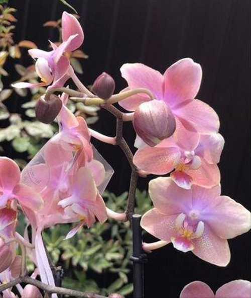 Орхидея фаленопсис парфюмерная фабрика Оранж Арома