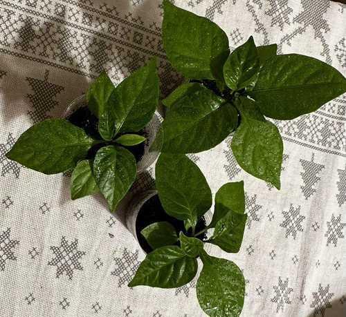Перец каролина рипер