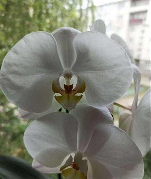 Орхидея фаленопсис Сого юкидан