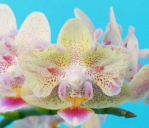 Орхидея Phal. PF - 5041