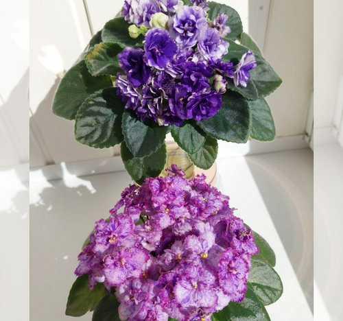 Миниатюрные фиалки