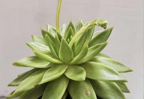 Echeveria agavoide, Эхеверия агавовидная
