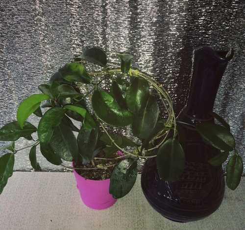 Хойя