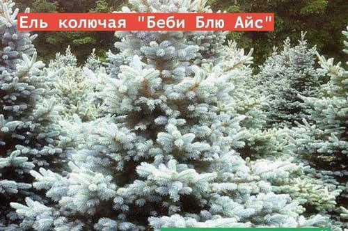 Ель колючая Беби Блю Айс