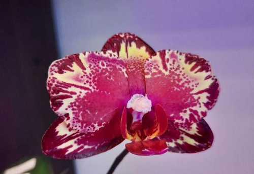 Орхидея фаленопсис Биг Бенг