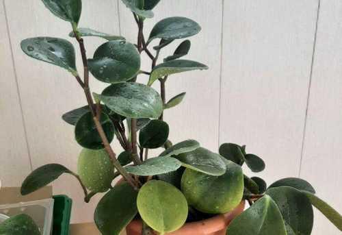 Пеперомия туполистная–идеальное комнатное растение