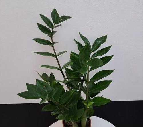 Комнатное растение Замиокулькас