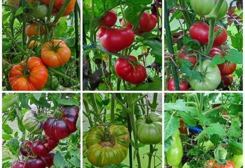 Набор семена томатов помидор