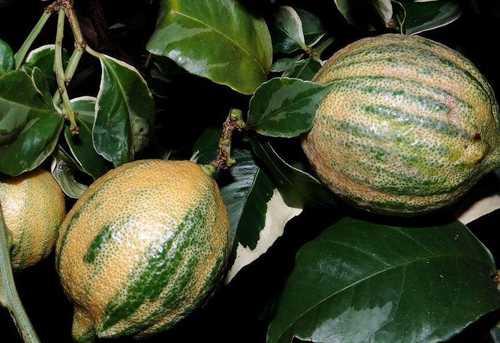 Лимон Сангвинеум вариегатный оранжево-красный сочн