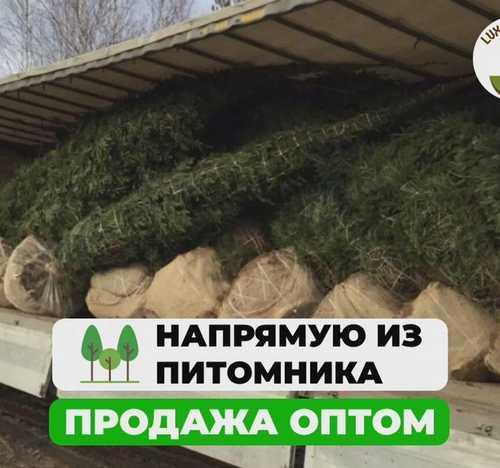 Ель, сосна, береза