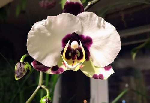 Орхидея фаленопсис Polka Dots