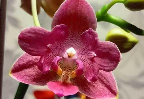 Азиатские цветущие орхидеи