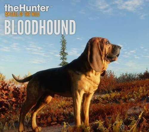 TheHunter: Call of the Wild - Bloodhound для Xbox