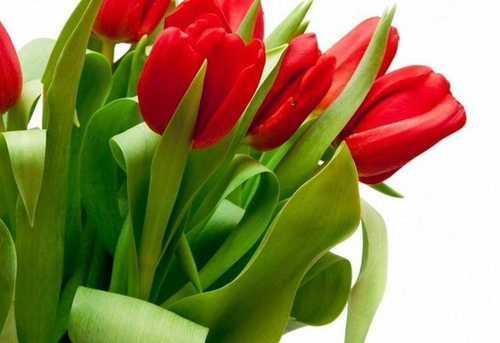 Тюльпаны к 8 марта розница