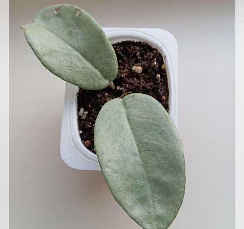 Hoya Carnosa Nova Ghost