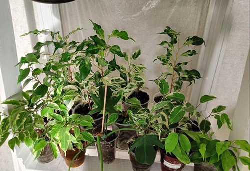 Фикусы разные сорта, комнатные растения 7