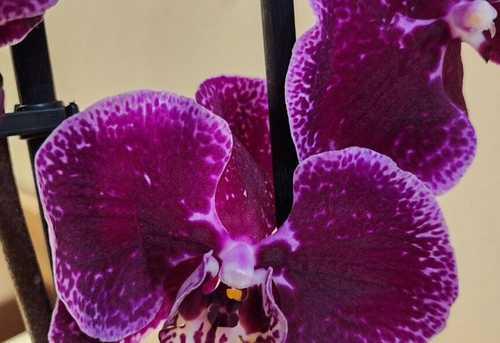 Орхидея фаленопсис к 14 февраля/8 марта