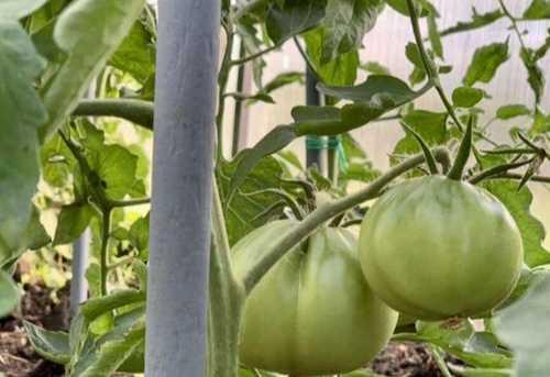 Колышки садовые для помидор гороха огурцов перцев