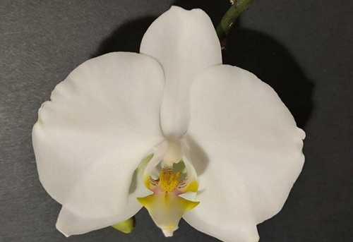 Орхидея фаленопсис Sogo Yukidian 'ES'