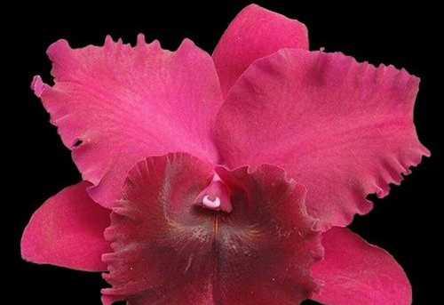 Орхидея каттлея нецветущие