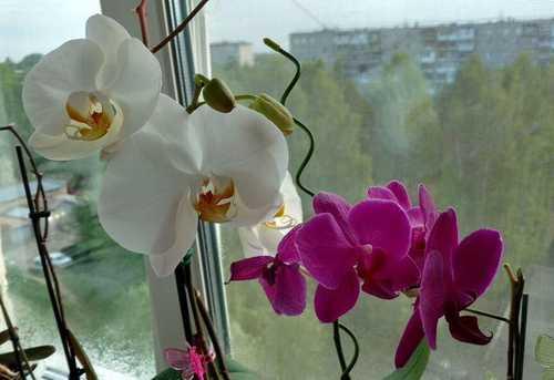 Орхидея фаленопсис крупноцветковая