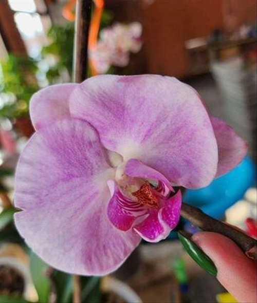 Орхидея фаленопсис Леди Пинк
