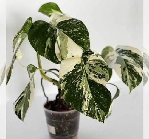 Monstera Alba (монстера Альба)