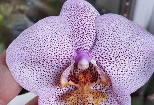 Орхидея Манхэттен