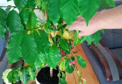 Продам кофейное дерево арабика с плодами